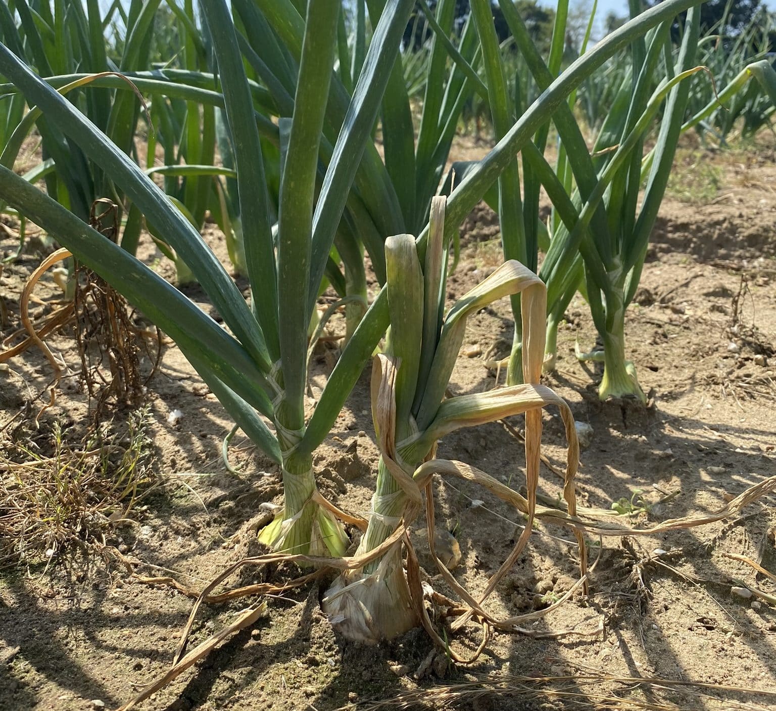 FUSED: Early Detection and Management Of Fusarium Basal Rot