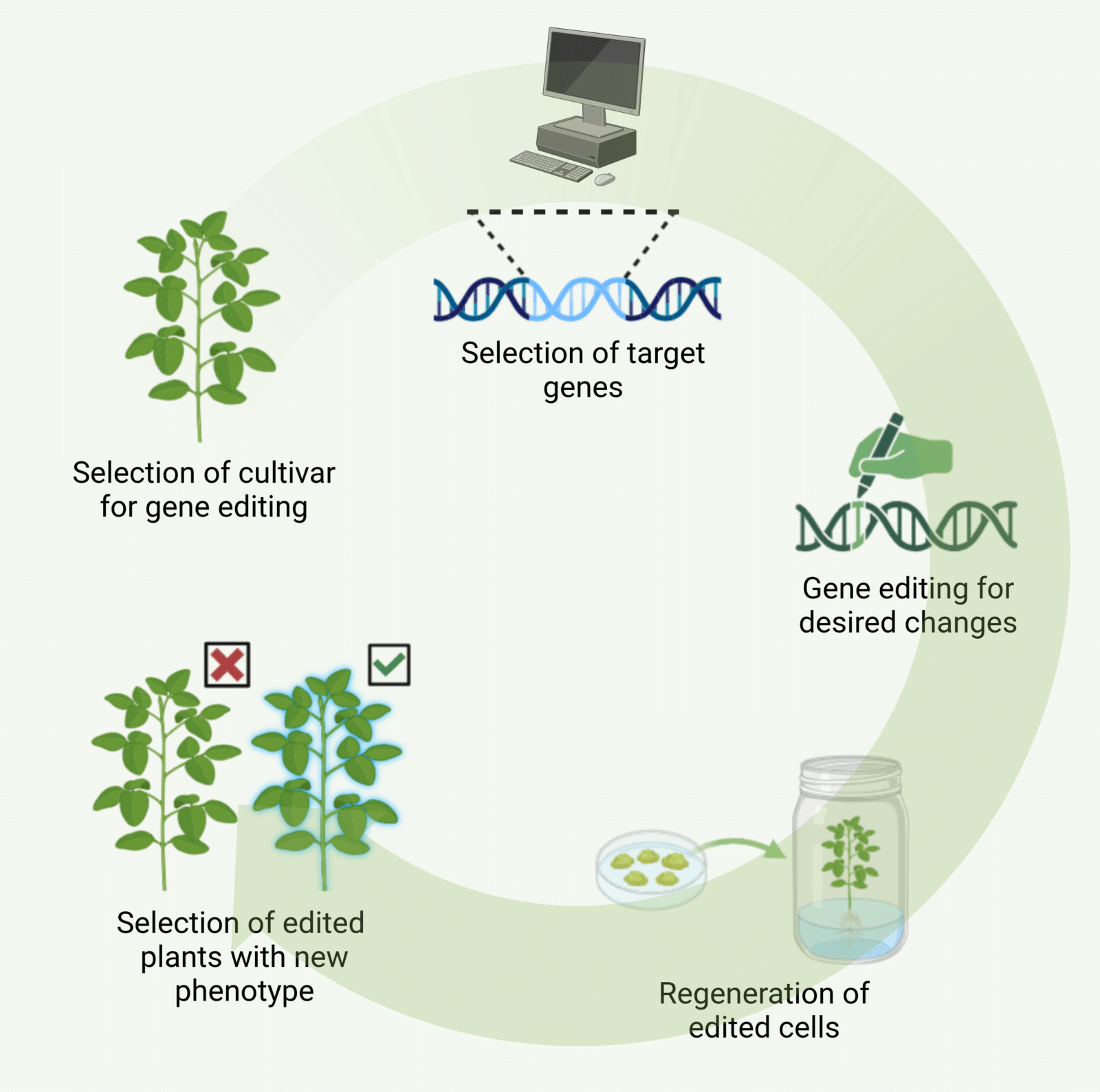 TuberGene: Gene Editing for Potatoes to Improve Quality