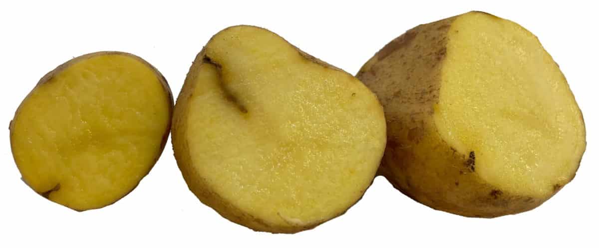 All You Need To Know About Wireworm